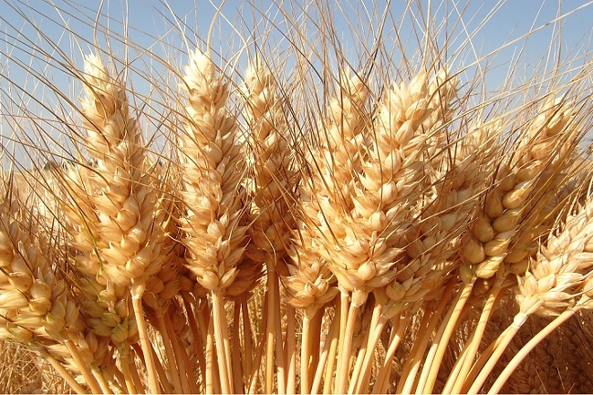 Sicilia: i controlli sul grano che arriva con le navi? Zero assoluto ...