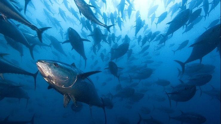 Nel Mediterraneo l'eccesso di tonni sta riducendo la presenza di pesce ...