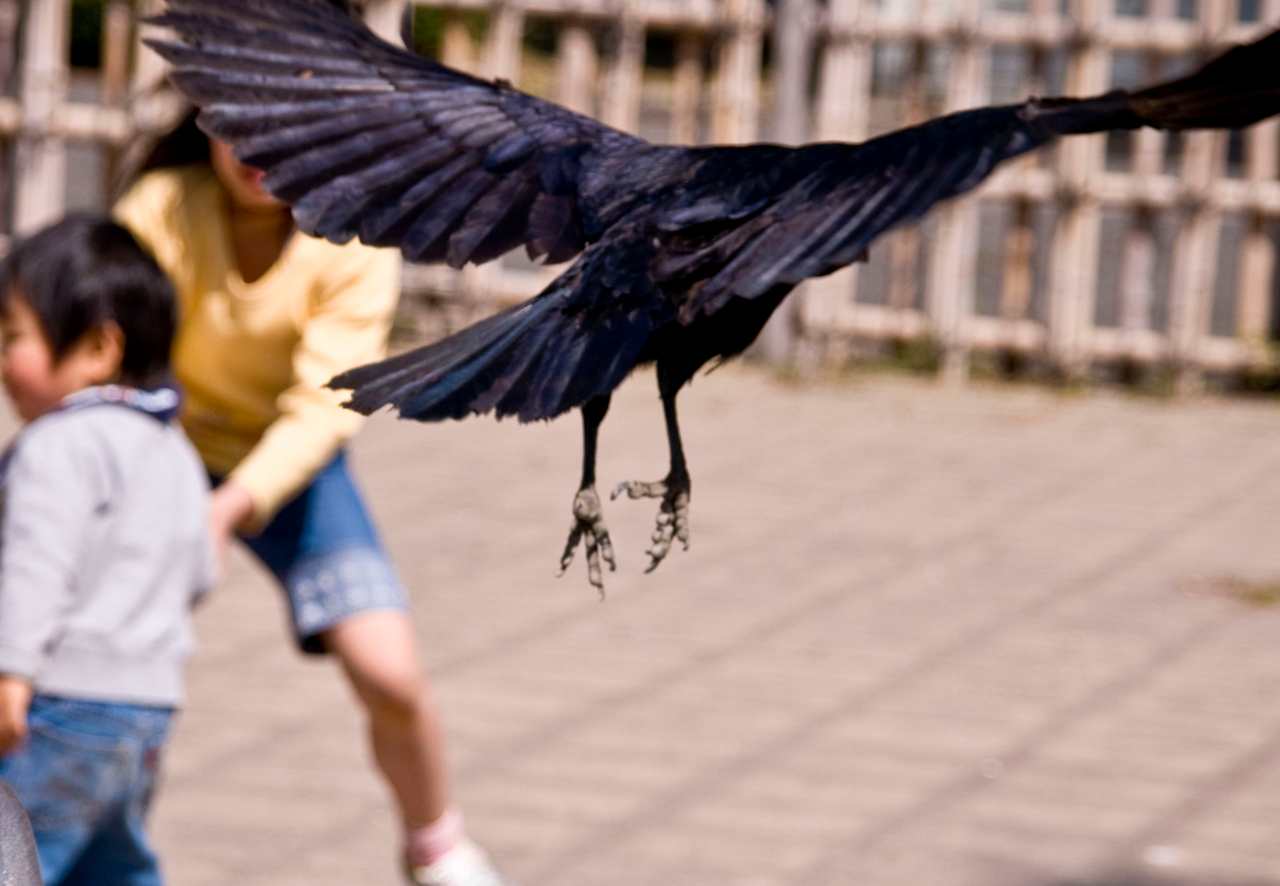 Nichelino (Torino): uno stormo di corvi attacca i passanti. Legame con ...