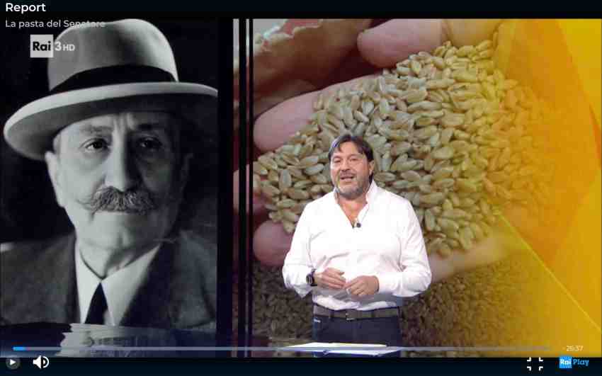 Da dimenticare la puntata che 'Report' ha dedicato al grano Senatore ...
