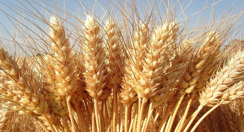 Prezzo del grano duro in rialzo in tutto il mondo. In Francia si ...