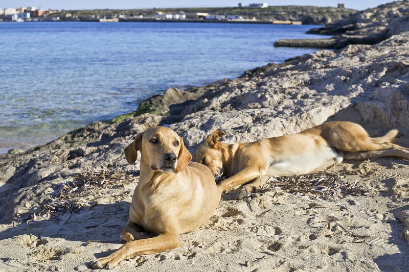 I cani randagi che "invadono" Lampedusa arrivano con i barconi? – I ...